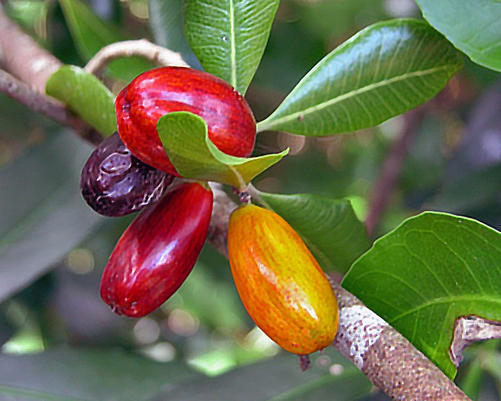 WADE T DOAK'S BLOG: Pt 3: TO THE TIP OF KAWAKA PROMONTORY ON WHAKAIRIORA MT