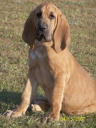 El Perros y Sus Razas: Bloodhound