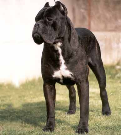 El Perros y Sus Razas: Cane Corso