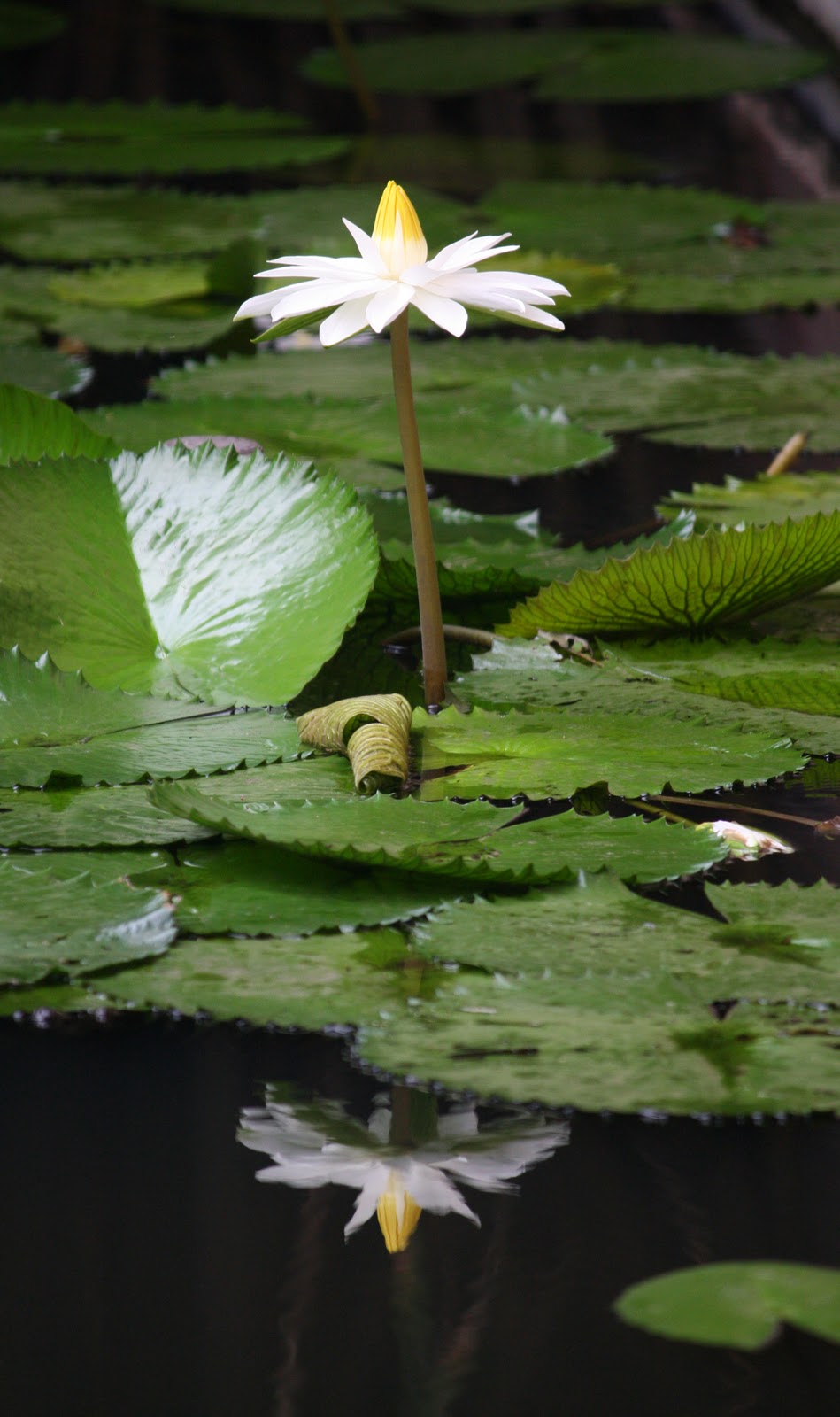 Photography And Beyond Lotus National Flower Of India photography-and-beyond-lotus-national-flower-of-india