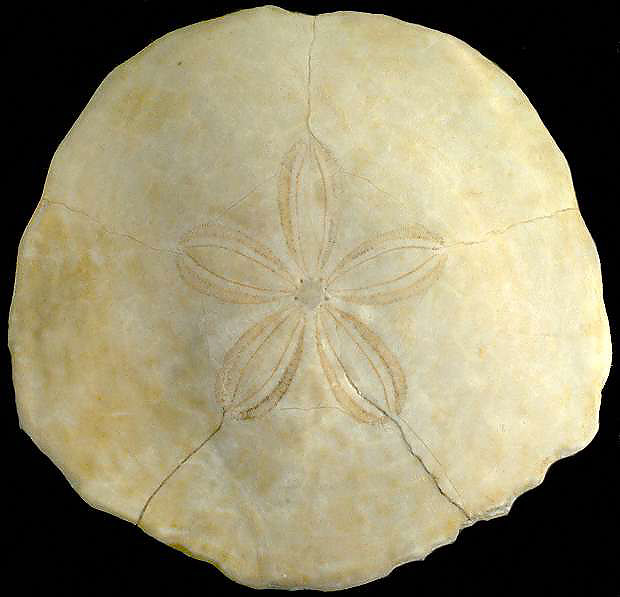 Muticaria: The 'Scutella Bed'