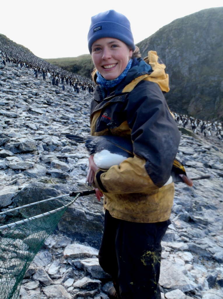 Pecked To Death By Penguins: Professional Penguin Wrangler