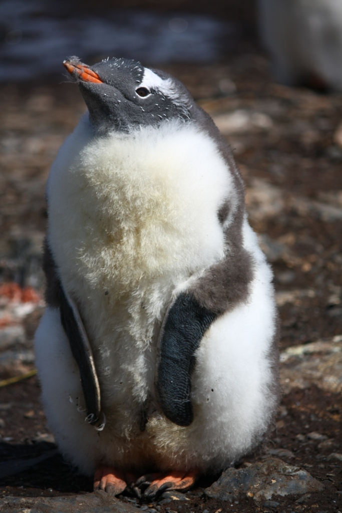 Pecked To Death By Penguins: Professional Penguin Wrangler