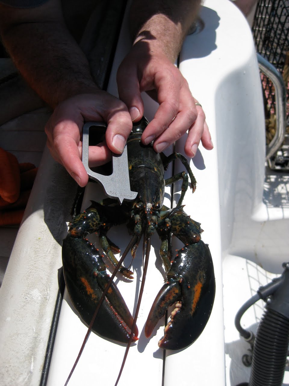 Cultural Connection - Boston: Lobster boating