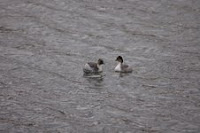 COA Tintica - Aves de Villa La Angostura: Macá Plateado (Podiceps ...