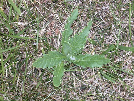 The Life Sauce: Death of a Giant