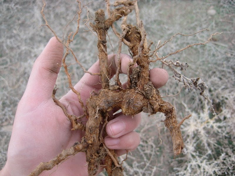 The Life Sauce: Death of a Giant