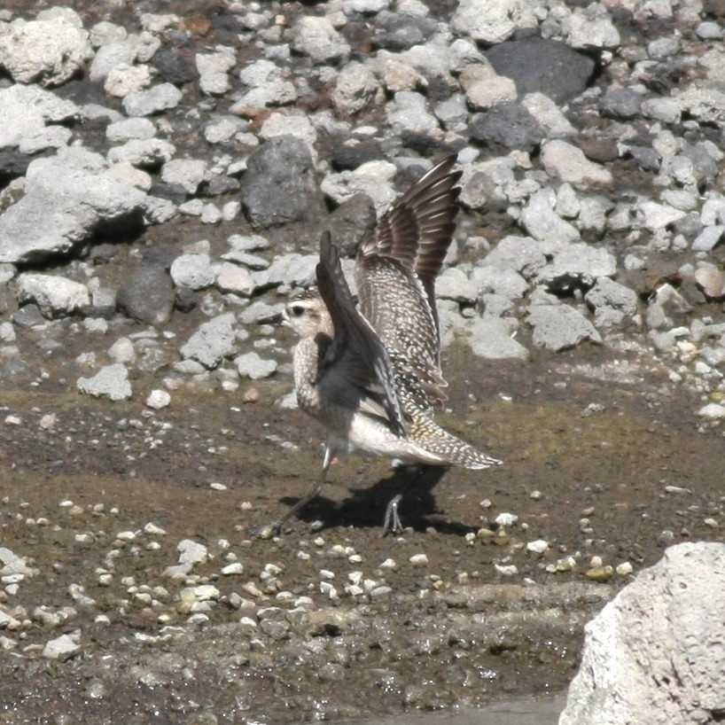 La Palma Birds: 2010