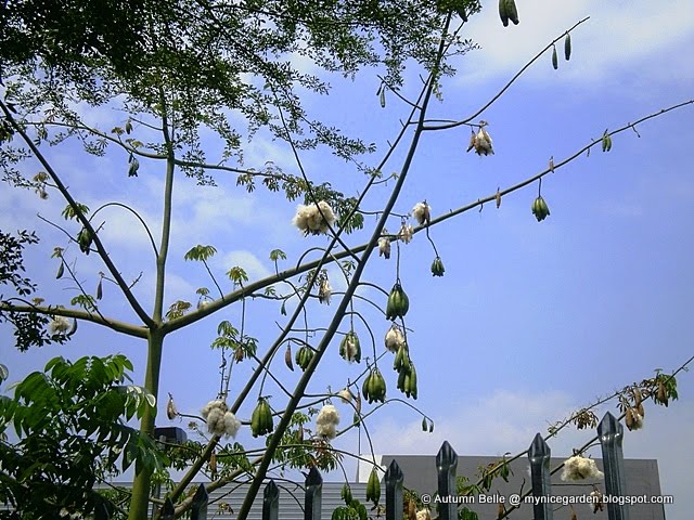 My Nice Garden: Ceiba pentandra, The Kapok Tree
