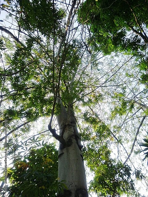 My Nice Garden: Ceiba pentandra, The Kapok Tree