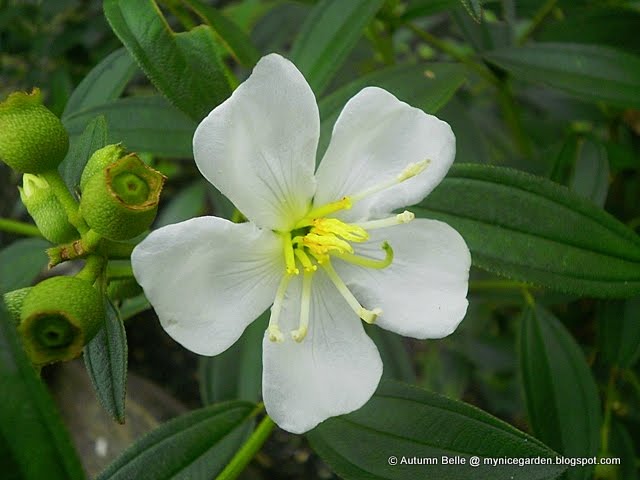 My Nice Garden: White Senduduk (Melastoma malabathricum) - Wordless ...
