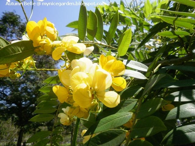 My Nice Garden: The Yellow Cassia Trees of KLCC Park