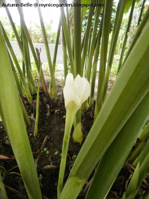 My Nice Garden: Torch Ginger Etlingera elatior - Pink & White