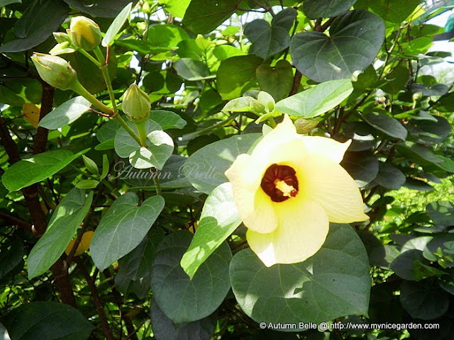 My Nice Garden: Hibiscus tiliaceus, Sea Hibiscus