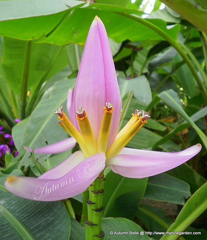My Nice Garden: Ornamental Banana Musa ornata Pink
