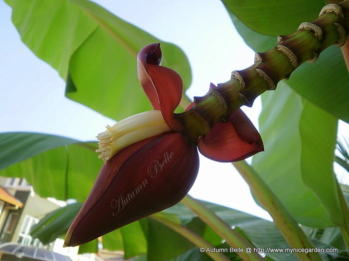 My Nice Garden: Ensete perrieri, The Madagascar Banana and A Banana ...