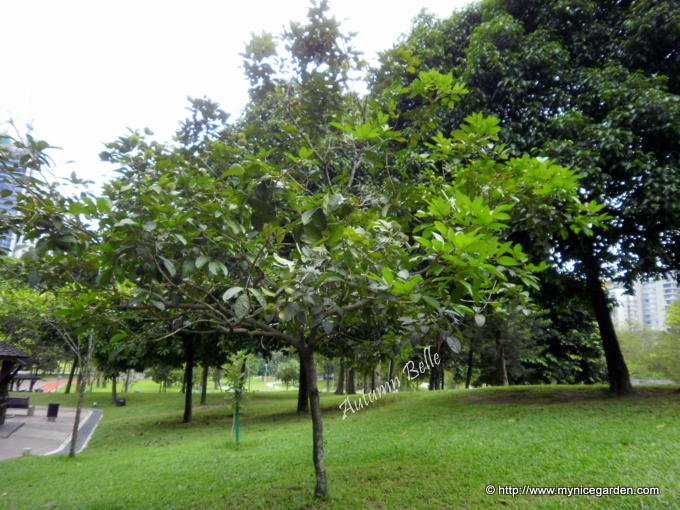 My Nice Garden: We Have Tico Berry at KLCC Park
