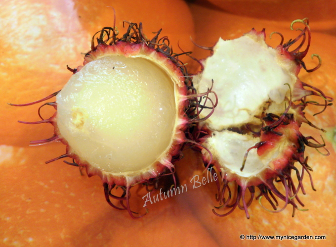 My Nice Garden: We Have Tico Berry at KLCC Park