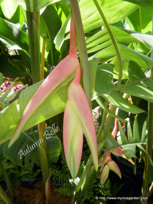 My Tropical Plants Finder: Heliconia chartaceae 'Sexy Pink'