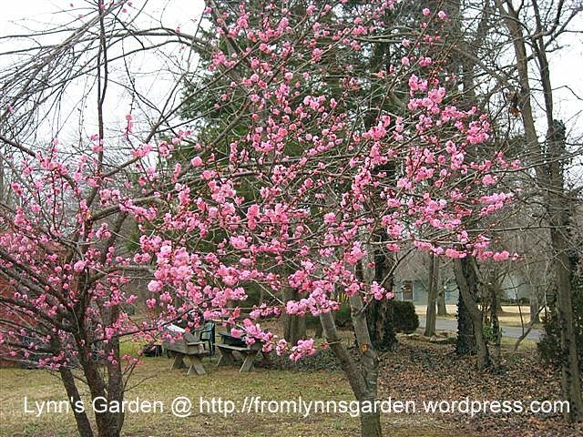 My Nice Garden: 'Mei Hua' Plum Blossoms for Chinese New Year 2011