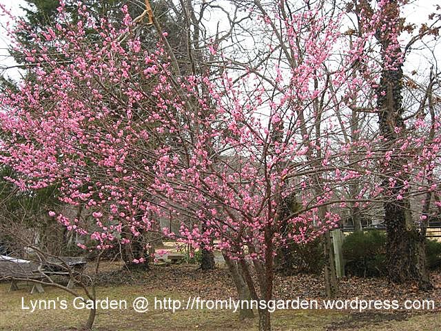 My Nice Garden: 'Mei Hua' Plum Blossoms for Chinese New Year 2011