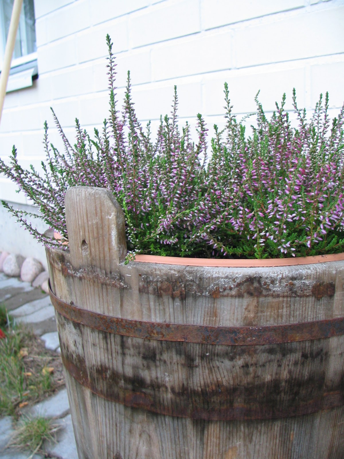 Hopeasinisiipi: Syyskukat