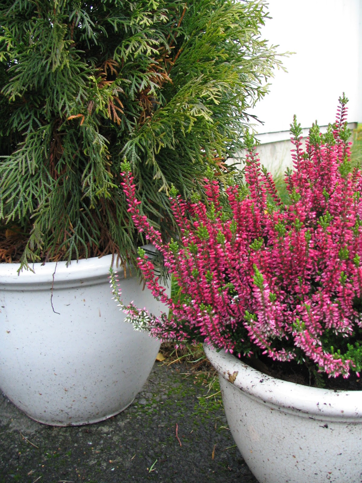 Hopeasinisiipi: Syyskukat