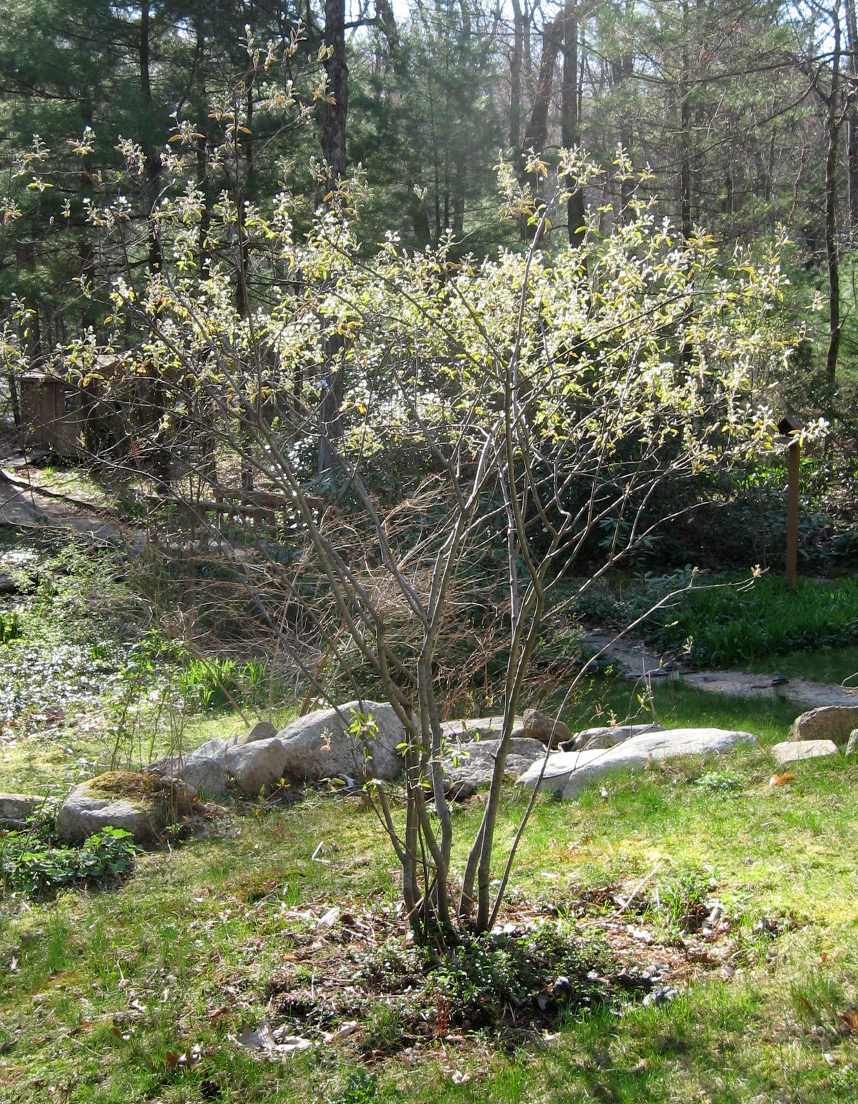 -Outside In-: shadbush