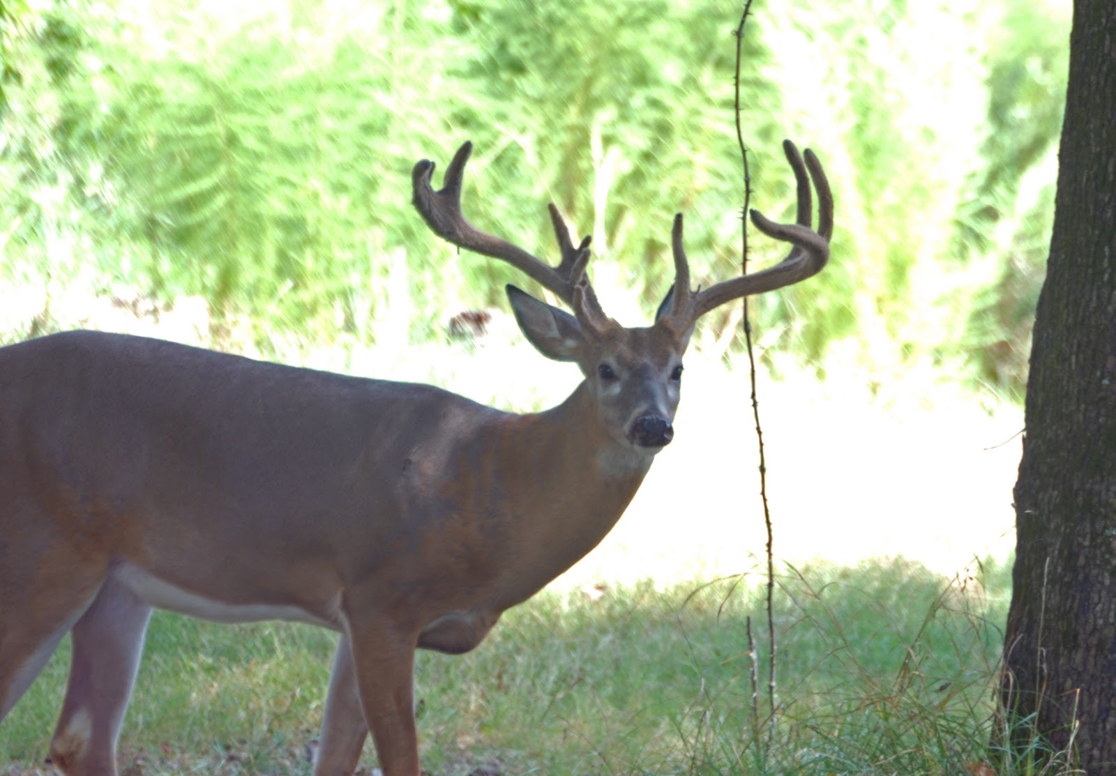 Charles "Deer Man" Black: Some of our Whitetail Rack Ranch 2-year olds