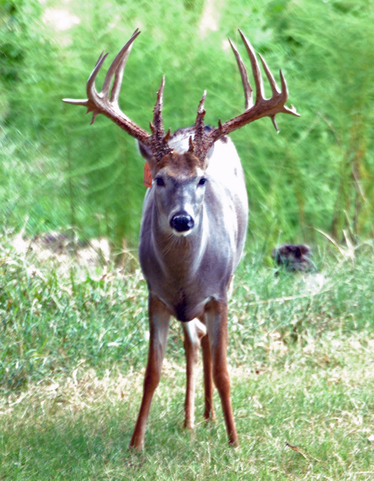 Charles "Deer Man" Black: Some of our Whitetail Rack Ranch 2-year olds