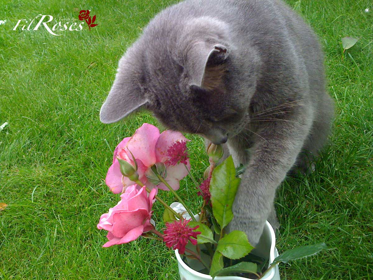 La Passion des Rosiers à la Pépinière FilRoses: Les chats aimeraient ...