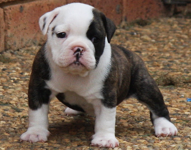 Miniature Australian bulldogs