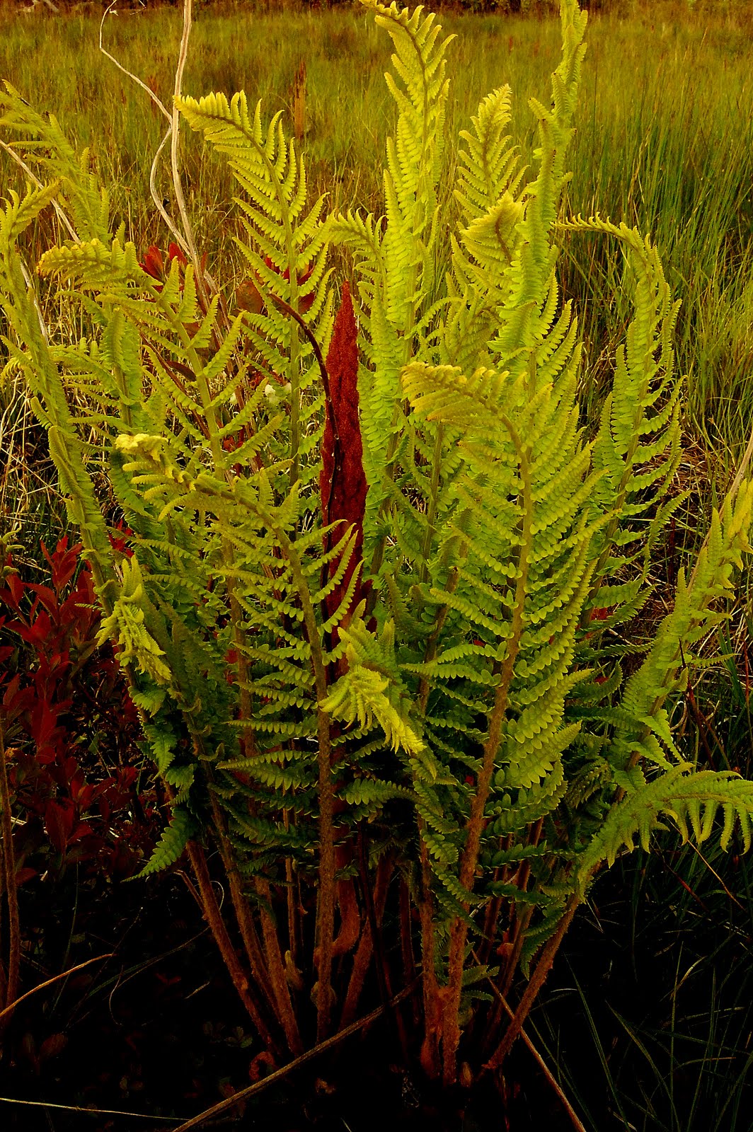 Get Your Botany On!: A Few Indiana Ferns, part 1