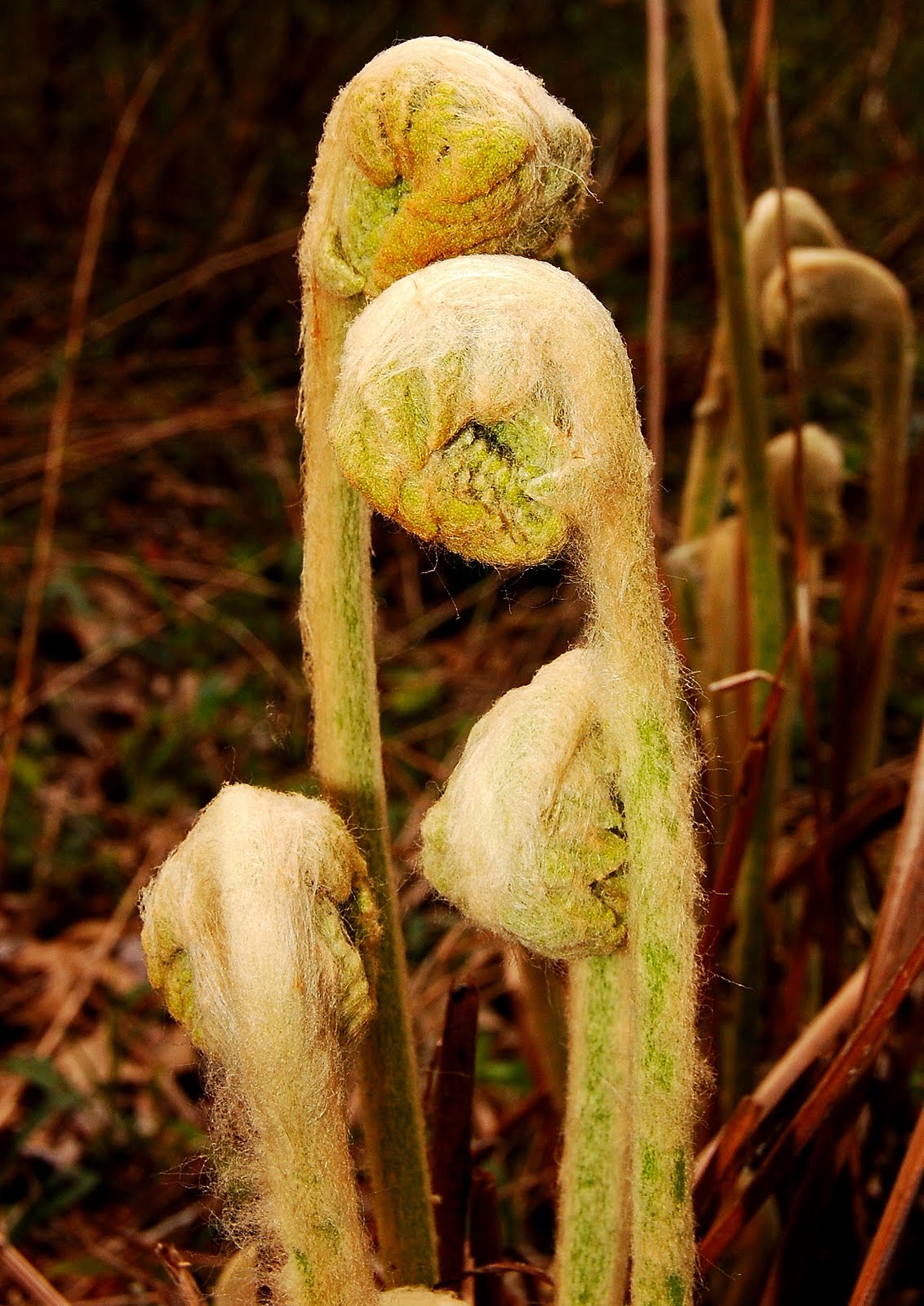 Get Your Botany On!: A Few Indiana Ferns, part 1