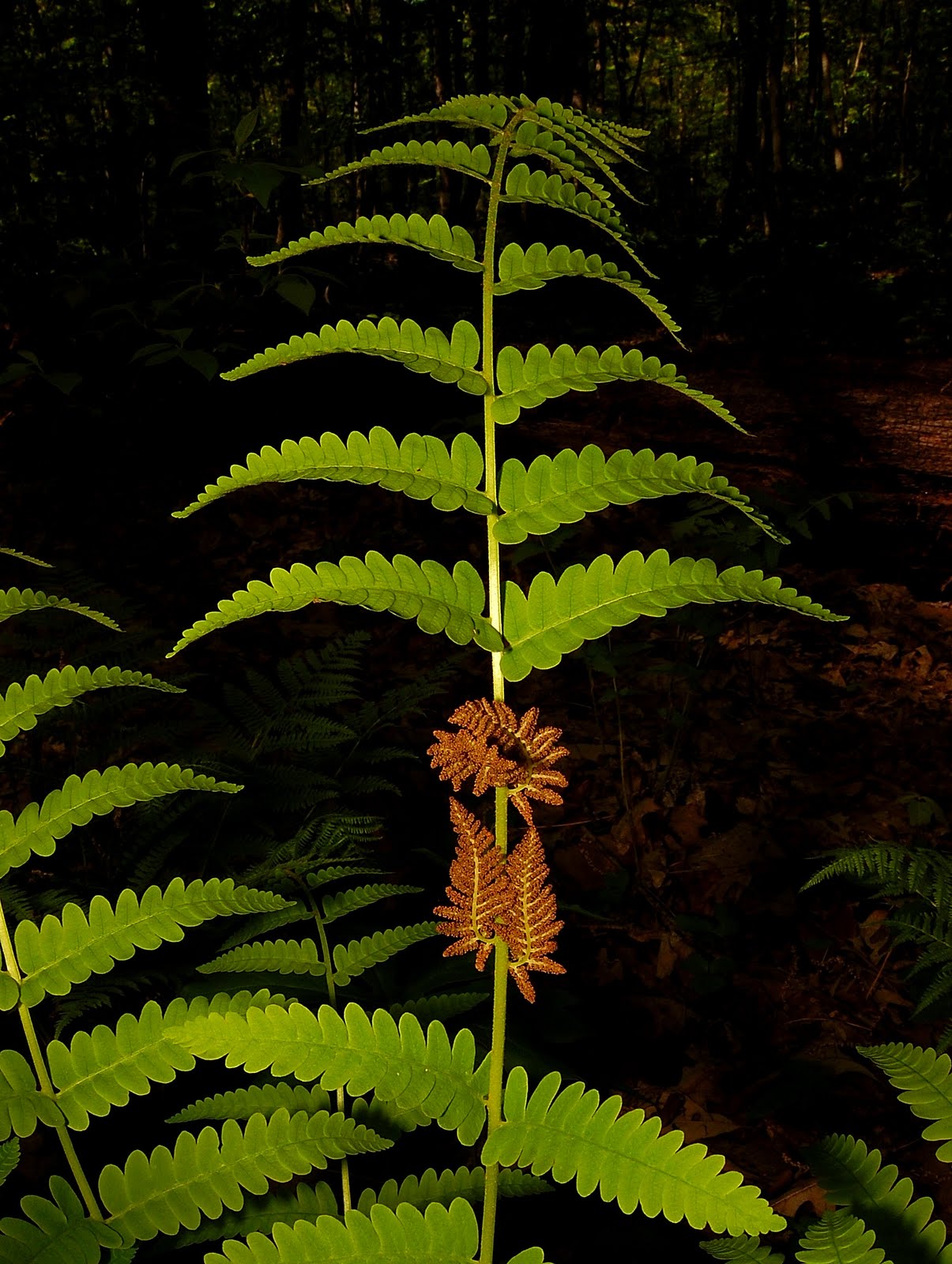 Get Your Botany On!: A Few Indiana Ferns, part 1