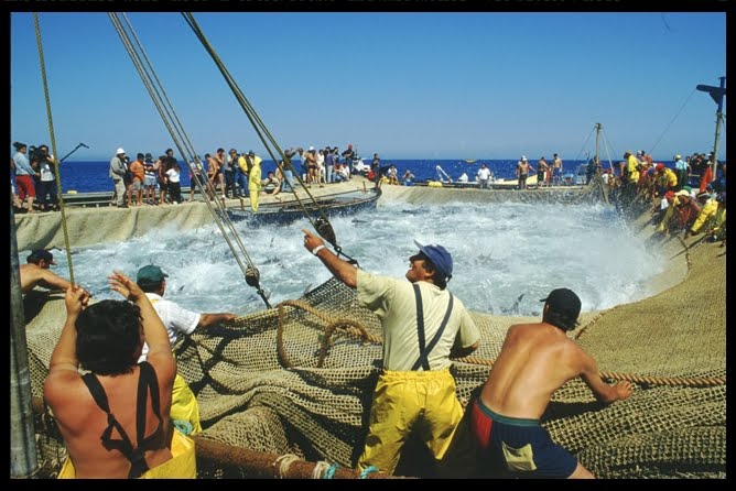 Yardy Yardy Yardy: “La Mattanza” - Traditional Tuna Massacre