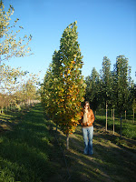 TORY'S TREES: Columnar Tulip Tree