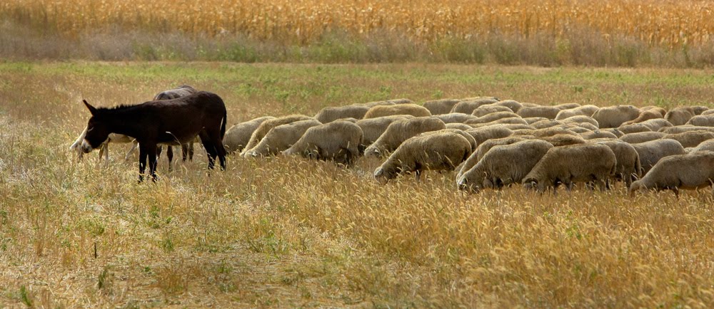 despre ....... lumea mea.: despre ...magarul intre oi