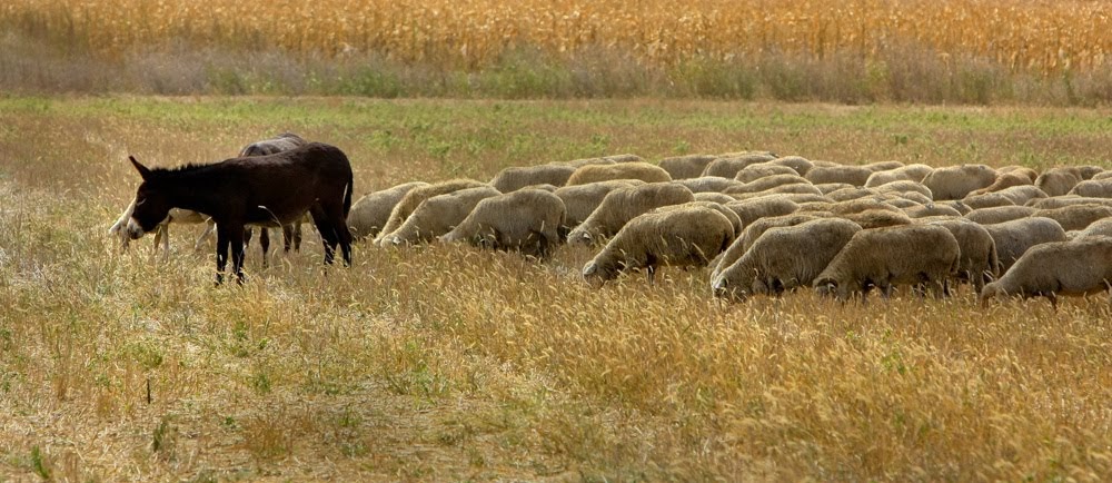 despre ....... lumea mea.: despre ...magarul intre oi