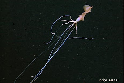 Bigfin Squid - Magnapinna pacifica - Carnivora