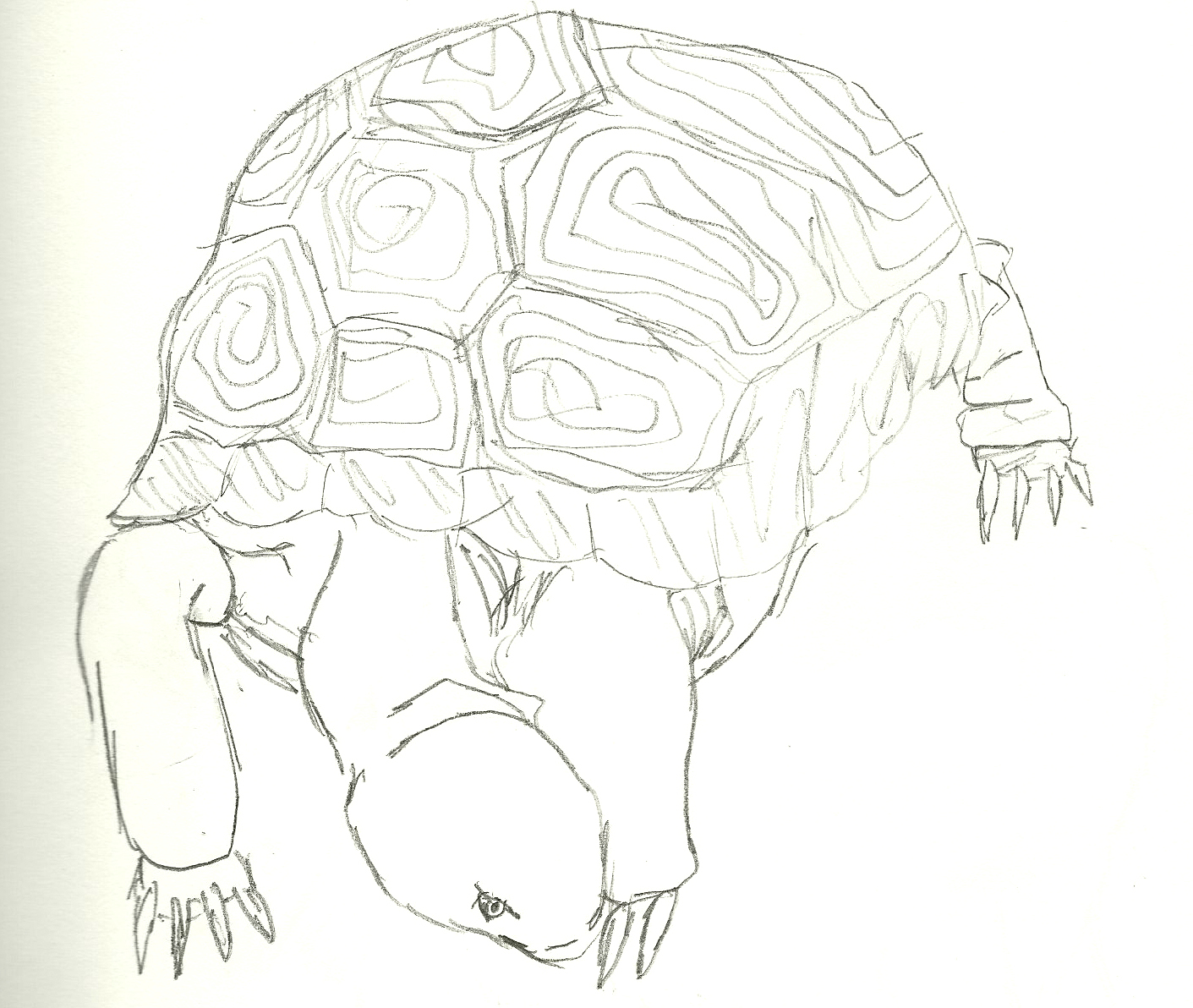 How To Draw A Desert Tortoise An Army Of Biologists Are On Nature