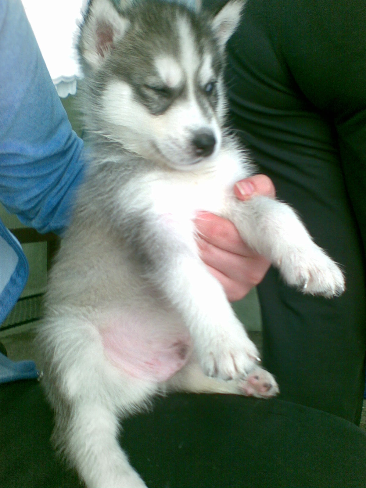 Blue eyes husky: pui husky siberian (linie rusia)