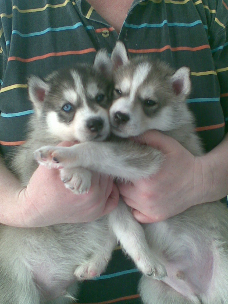 Blue eyes husky: pui husky siberian (linie rusia)