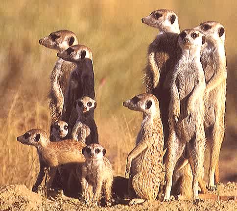 LOS ECOSISTEMAS: SURICATO