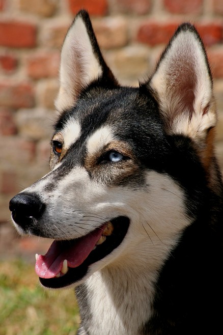 Cool Siberian Husky Pictures ~ Medium Dog Breeds