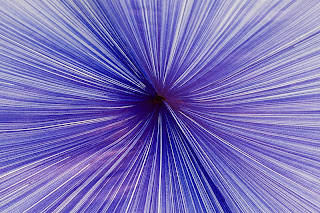 the art room plant: May 2009