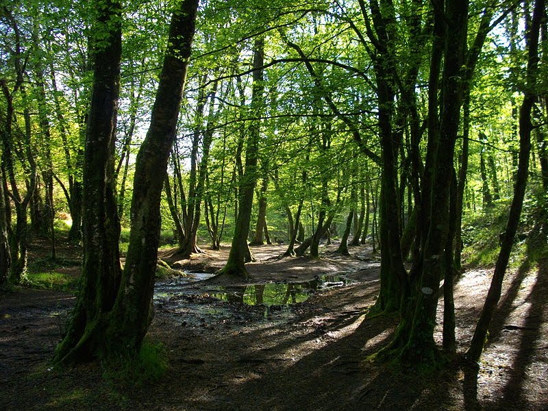 A Morbid Fascination: "Tomb of Merlin", Paimpont Forest, Brittany
