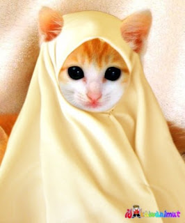Kucing Muslim Berjilbab