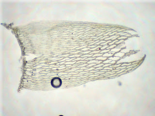 Bryophytes of Central and Northern Europe: Sphagnum riparium