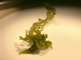 Bryophytes of Central and Northern Europe: Sphagnum riparium